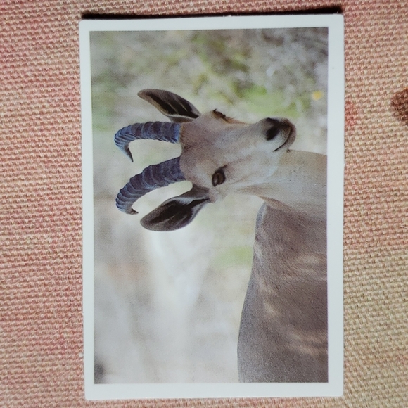 Office | N Goat Sticker Goats Sticker Pegantinas De Cabra | Poshmark